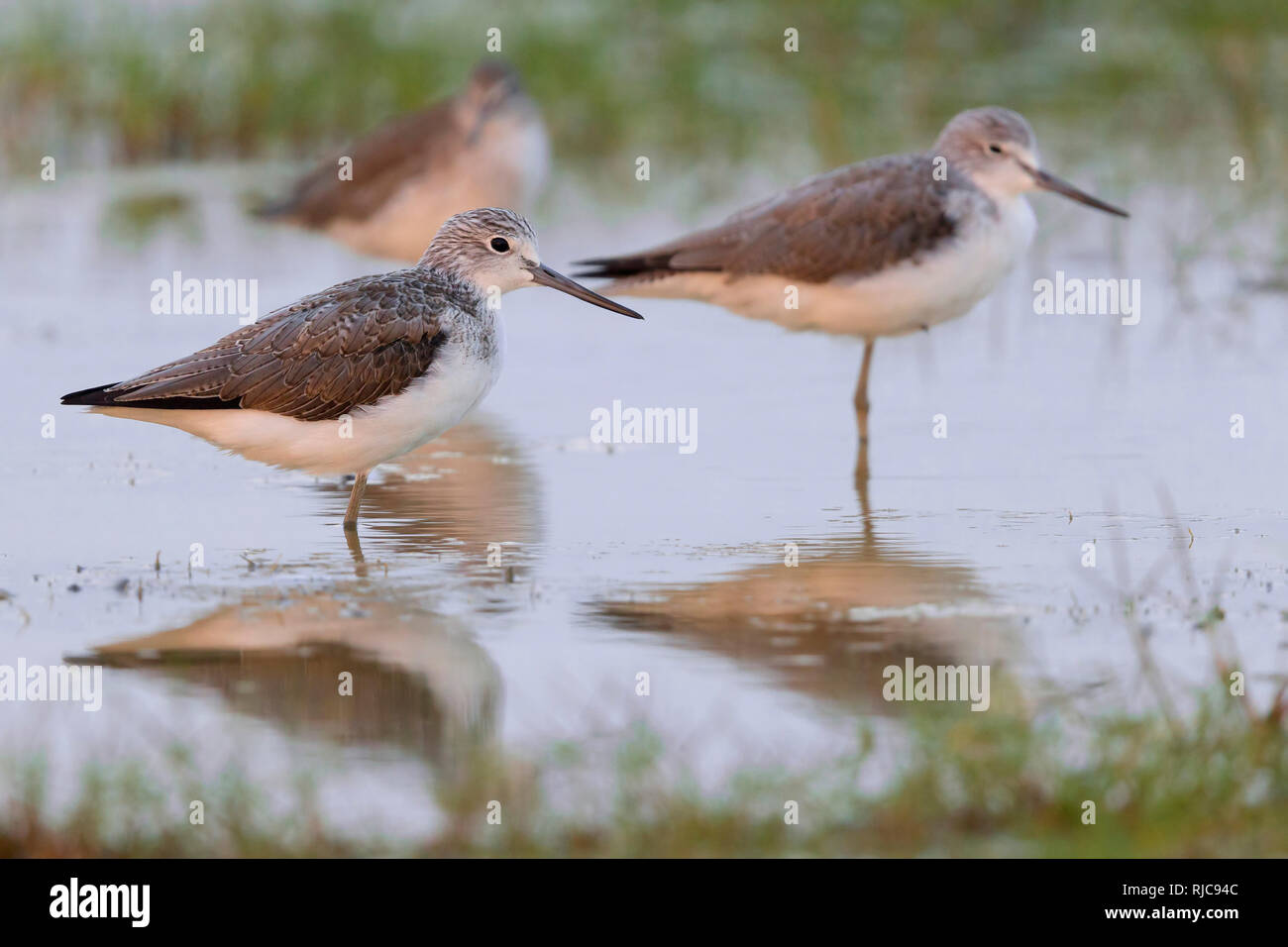 Greenshank (Tringa nebularia), two birds standing in the water, Salalah ...