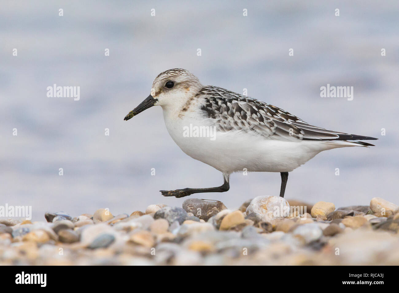 Sanderlings calidris alba on beach hi-res stock photography and images ...