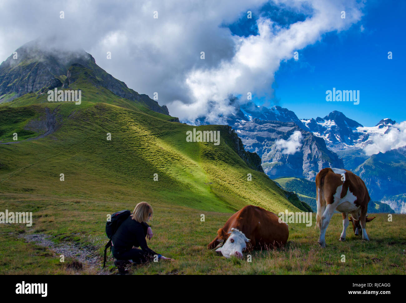 Female hiker kneeling next to cows in Swiss Alps, Switzerland Stock ...