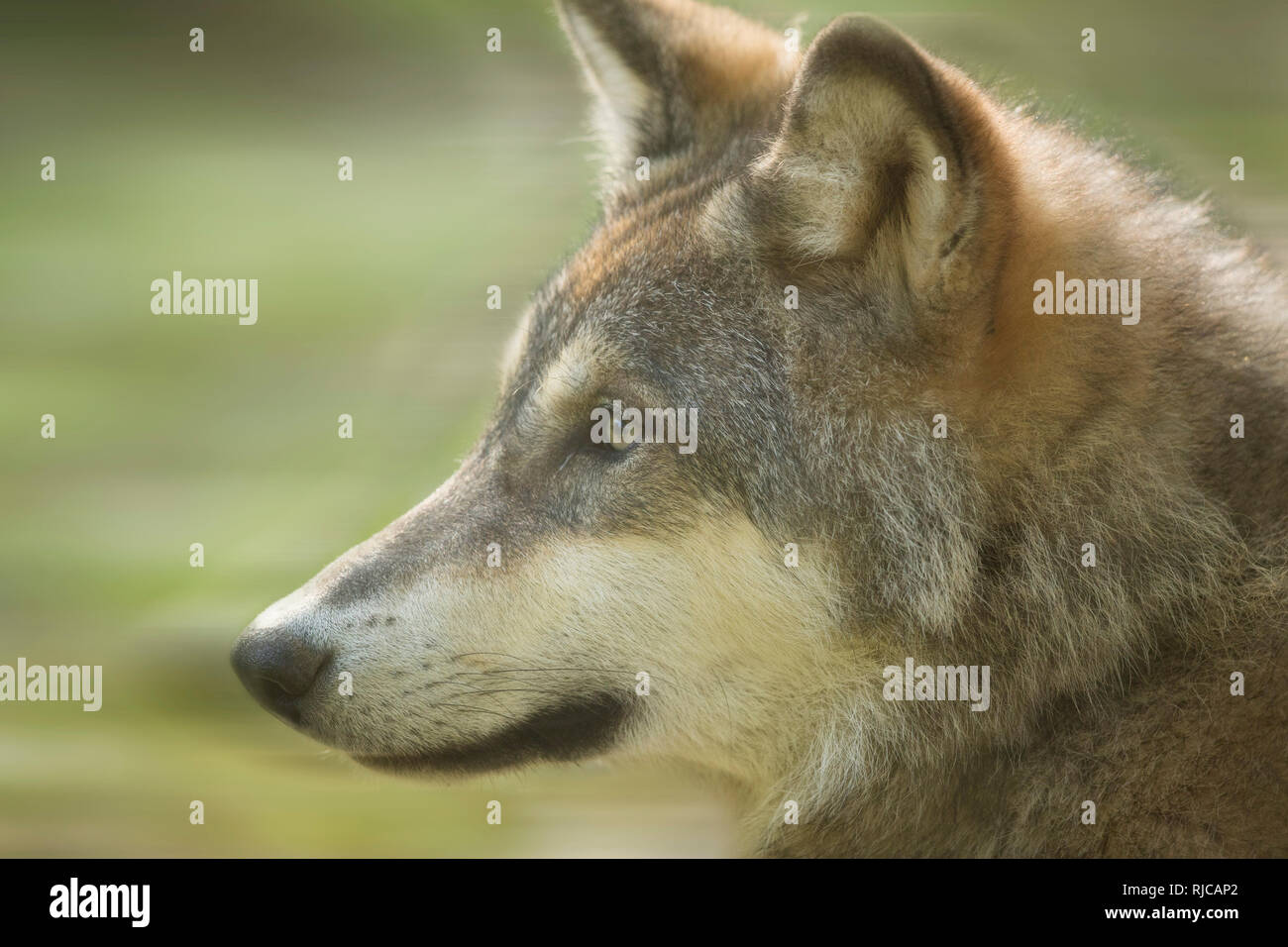 Wolf side profile hi-res stock photography and images - Alamy