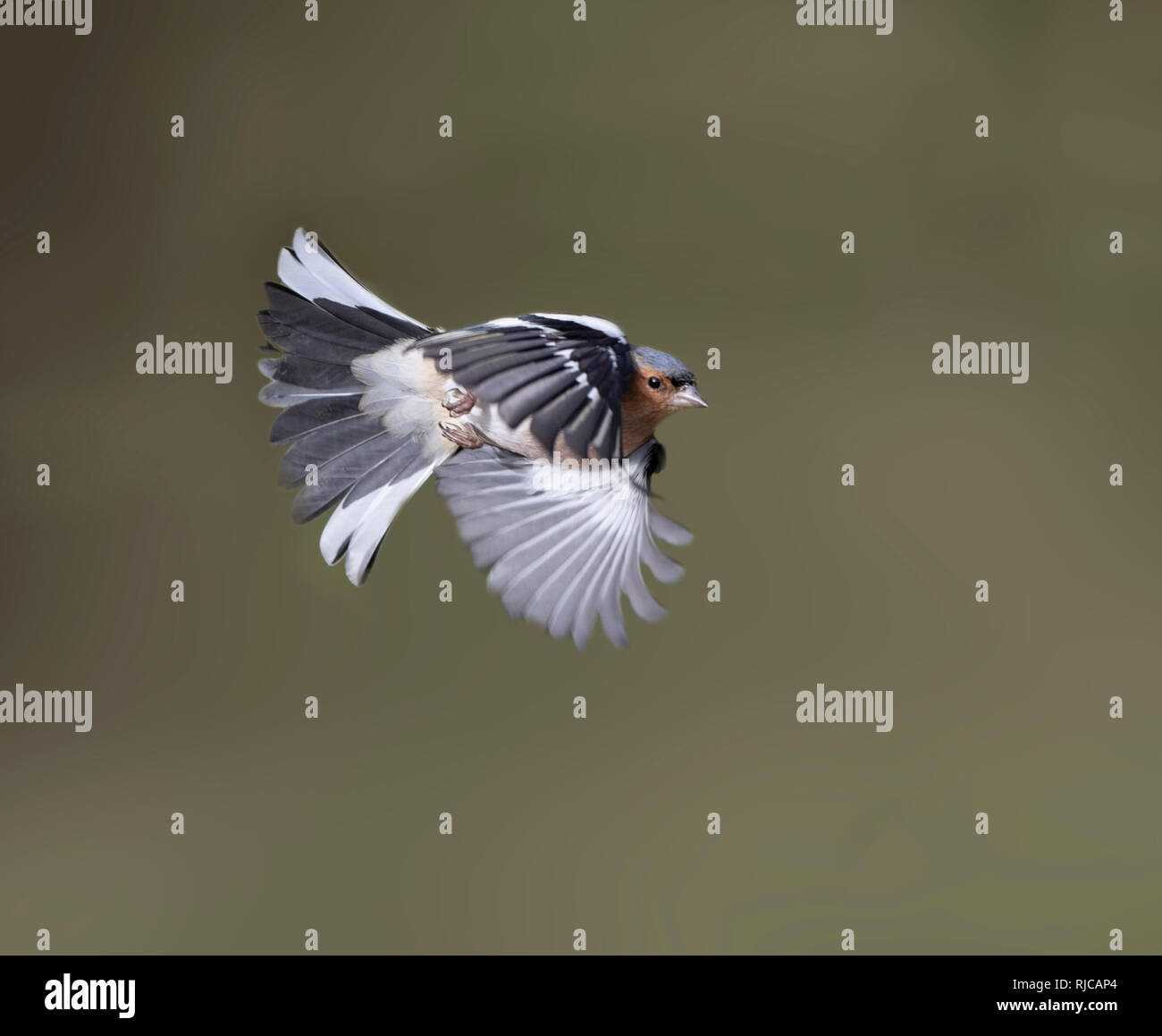 Chaffinch in flight with wings in hi-res stock photography and images ...