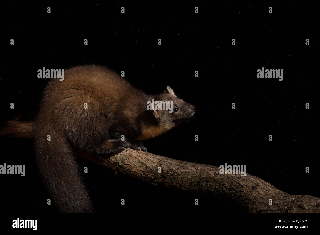 Pine marten on a tree Stock Photo - Alamy