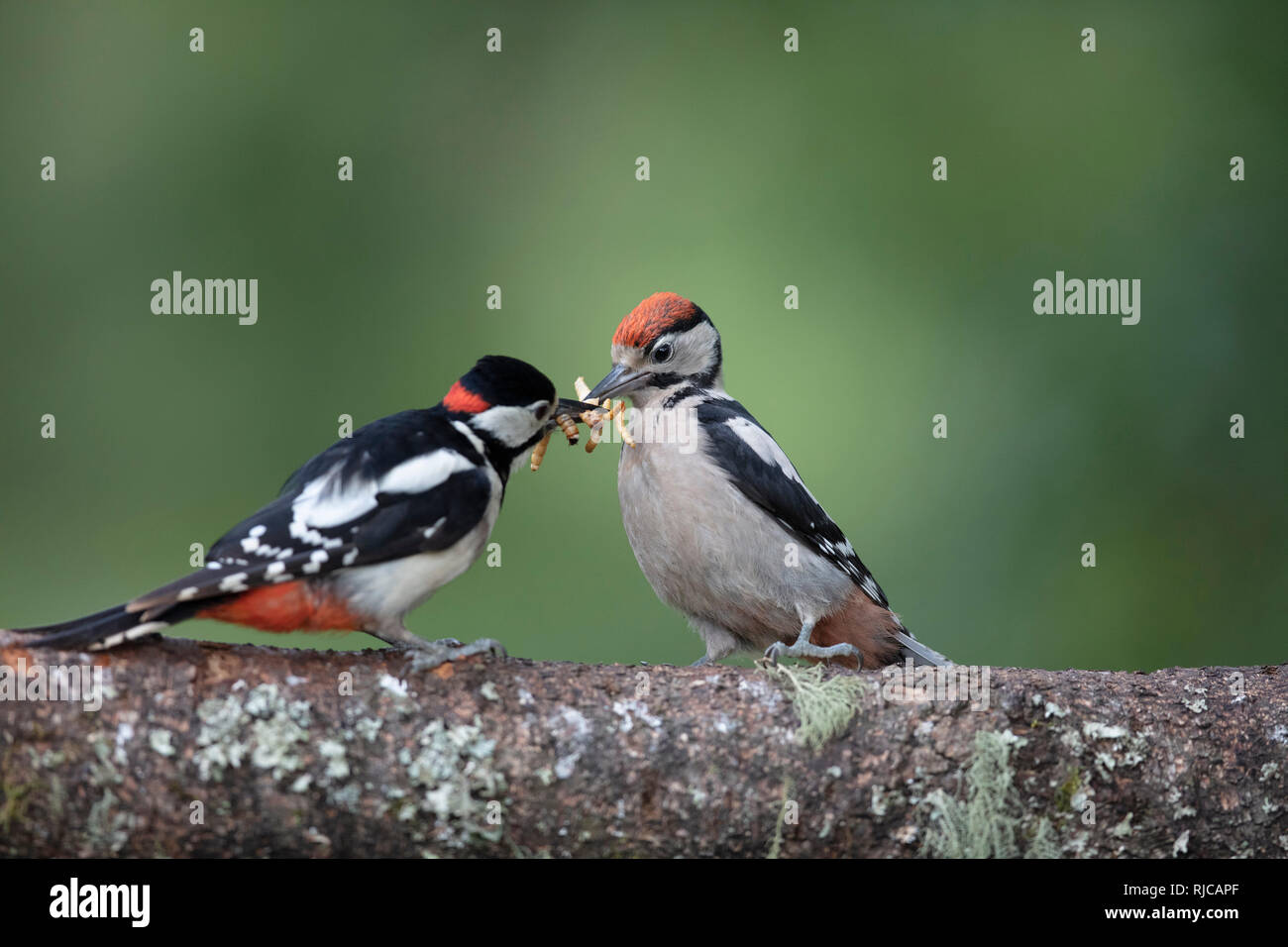 Two Woodpecker on perch, food in the beak Stock Photo - Alamy