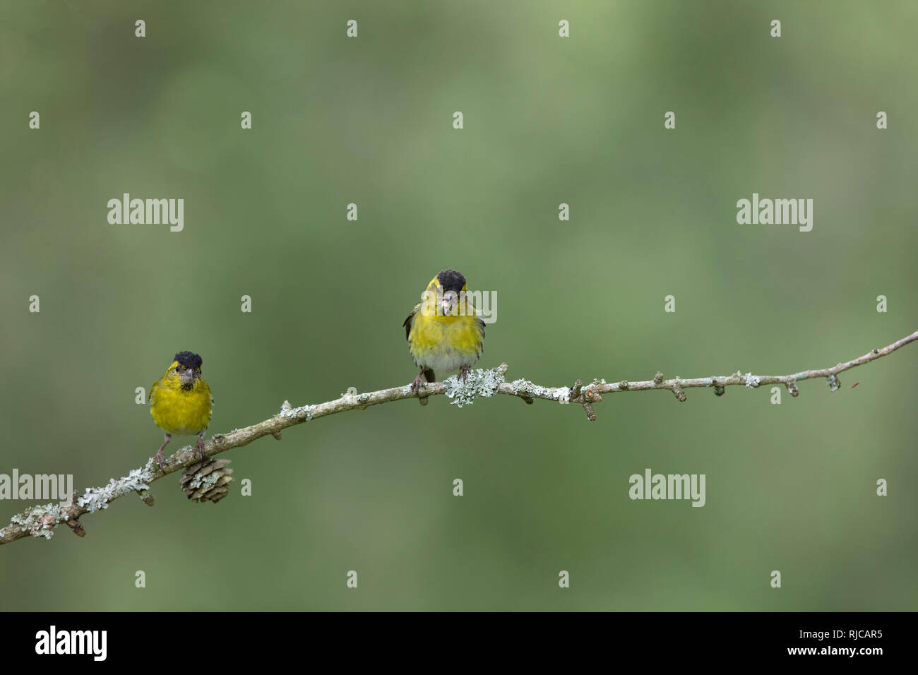 two smalls birds on a perch Stock Photo - Alamy