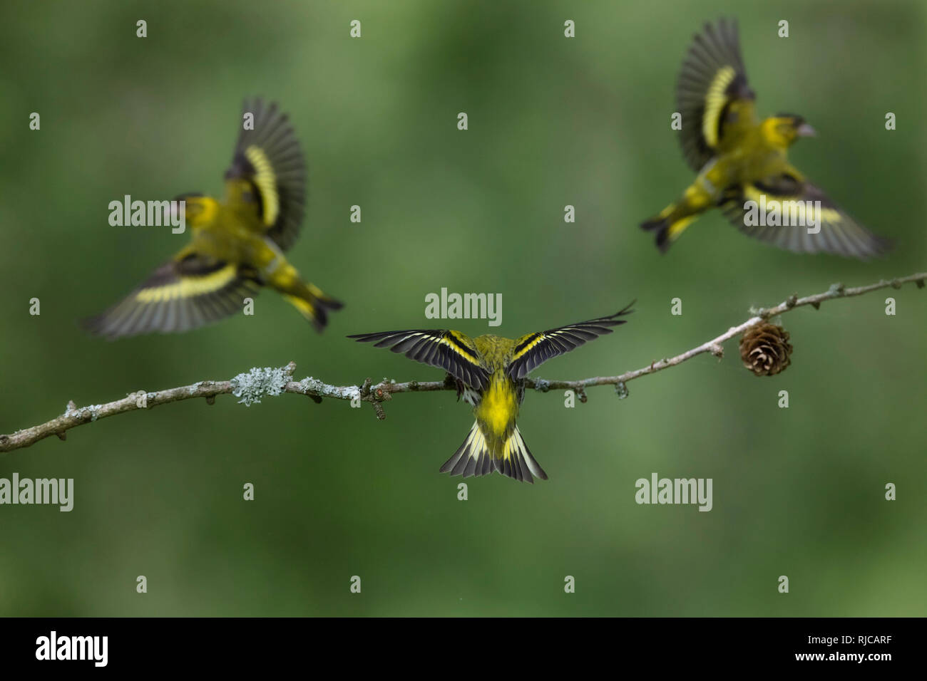 smalls bird flutter Stock Photo - Alamy