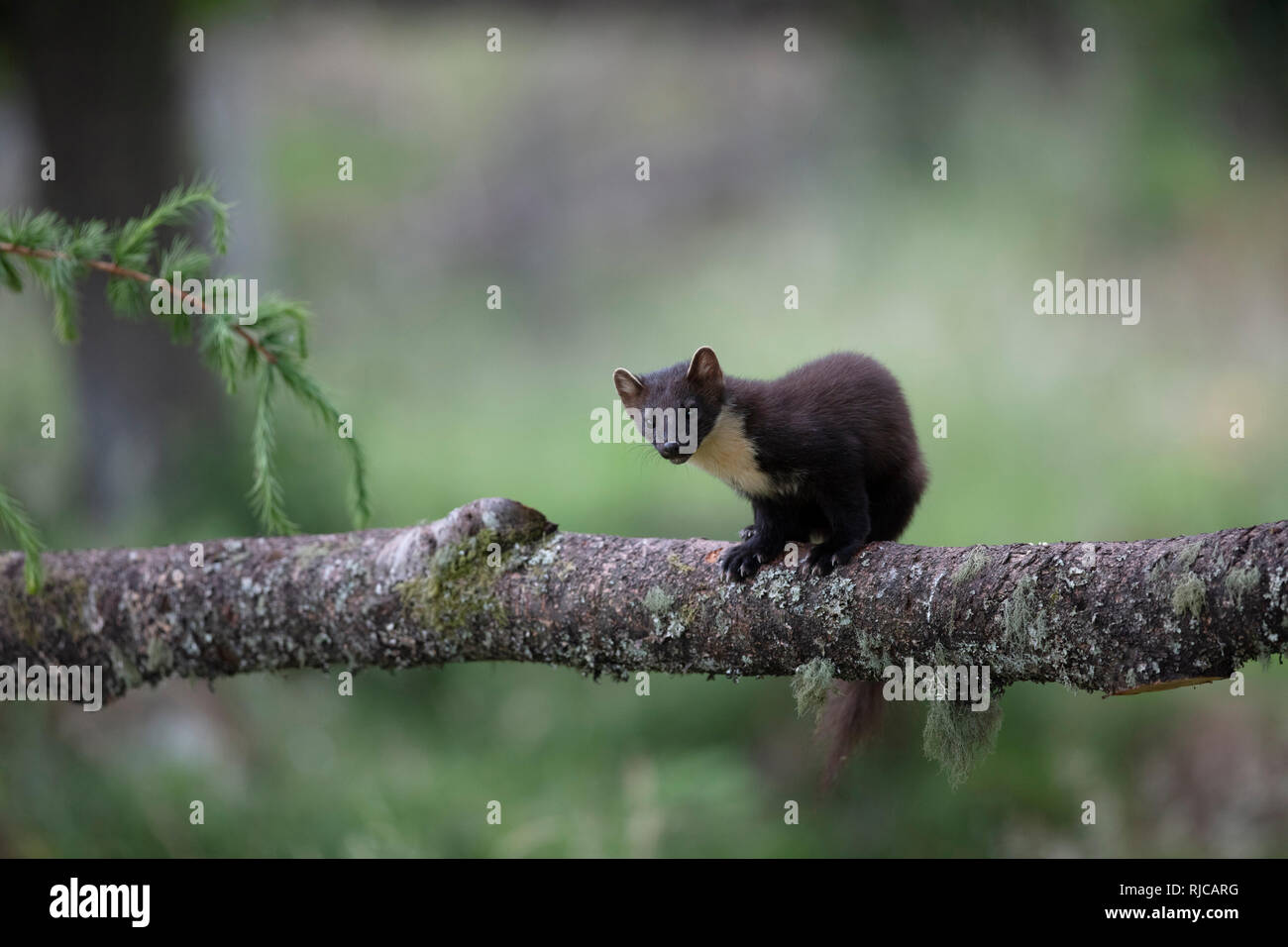 Pine marten on a tree Stock Photo - Alamy
