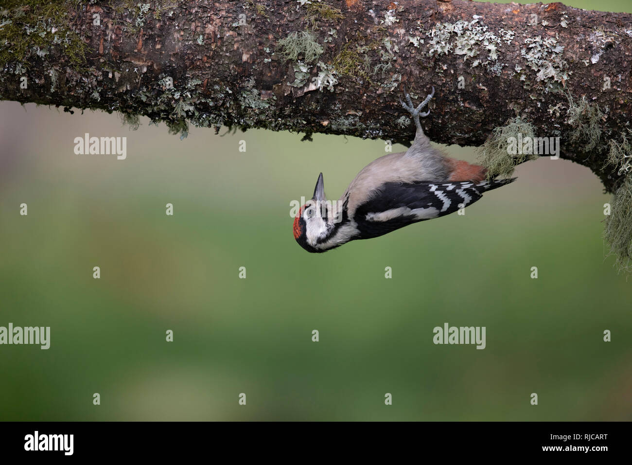 Woodpecker on perch Stock Photo - Alamy