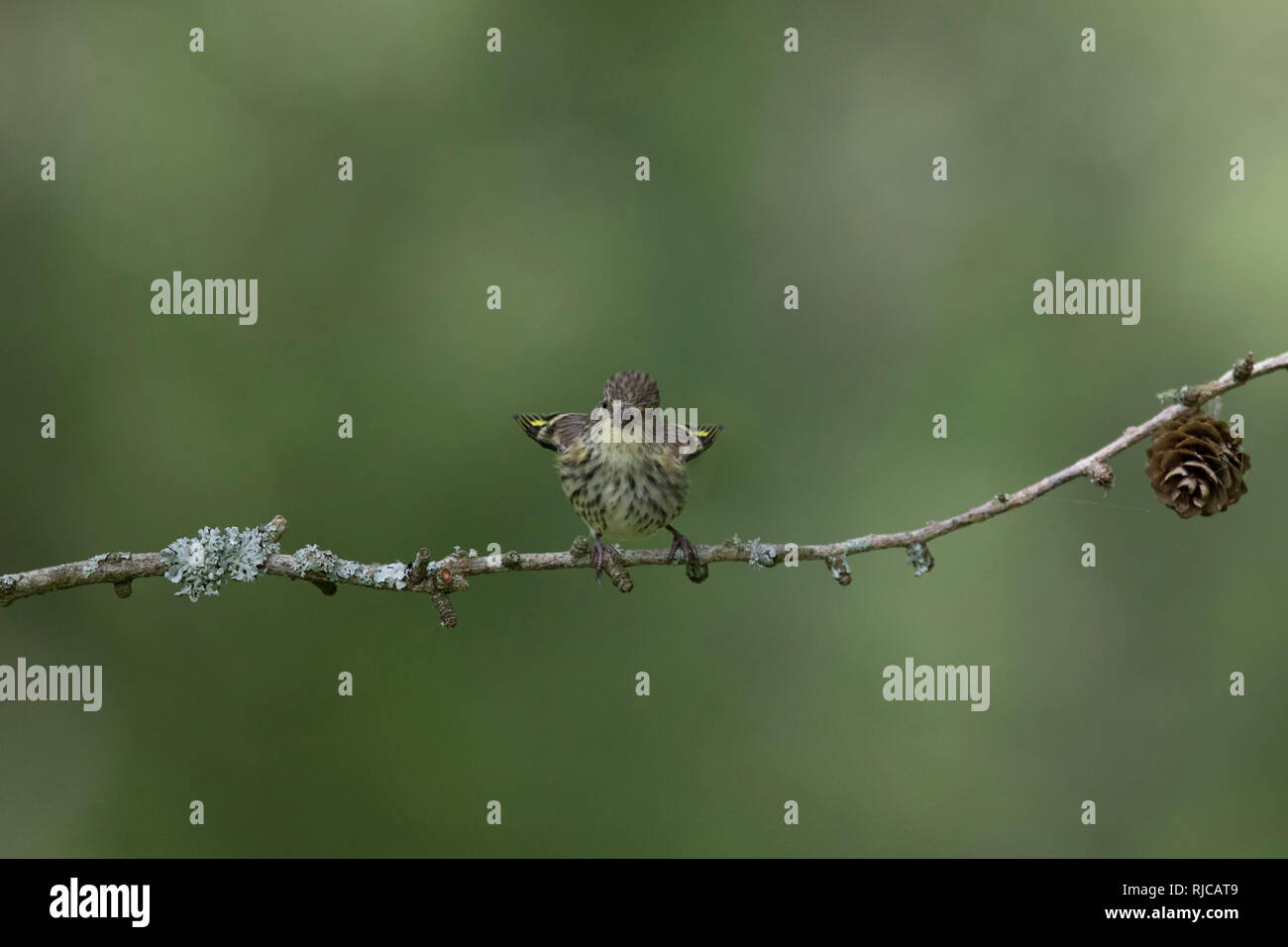 Young bird on hi-res stock photography and images - Alamy