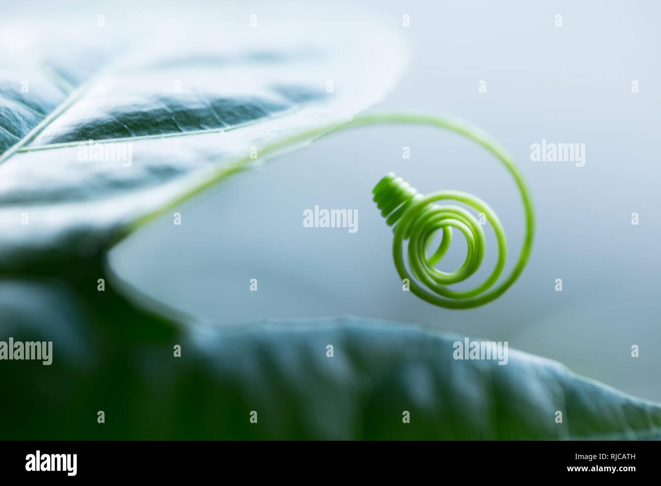 Close-up of Tendril of Passiflora edulis Stock Photo - Alamy