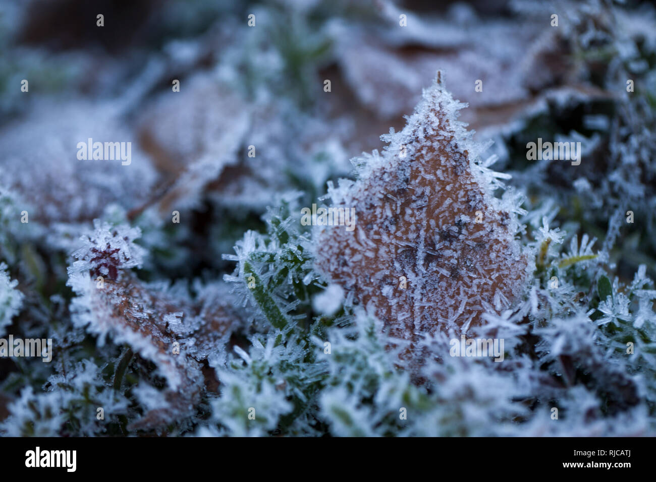 Frozen moss hi-res stock photography and images - Alamy