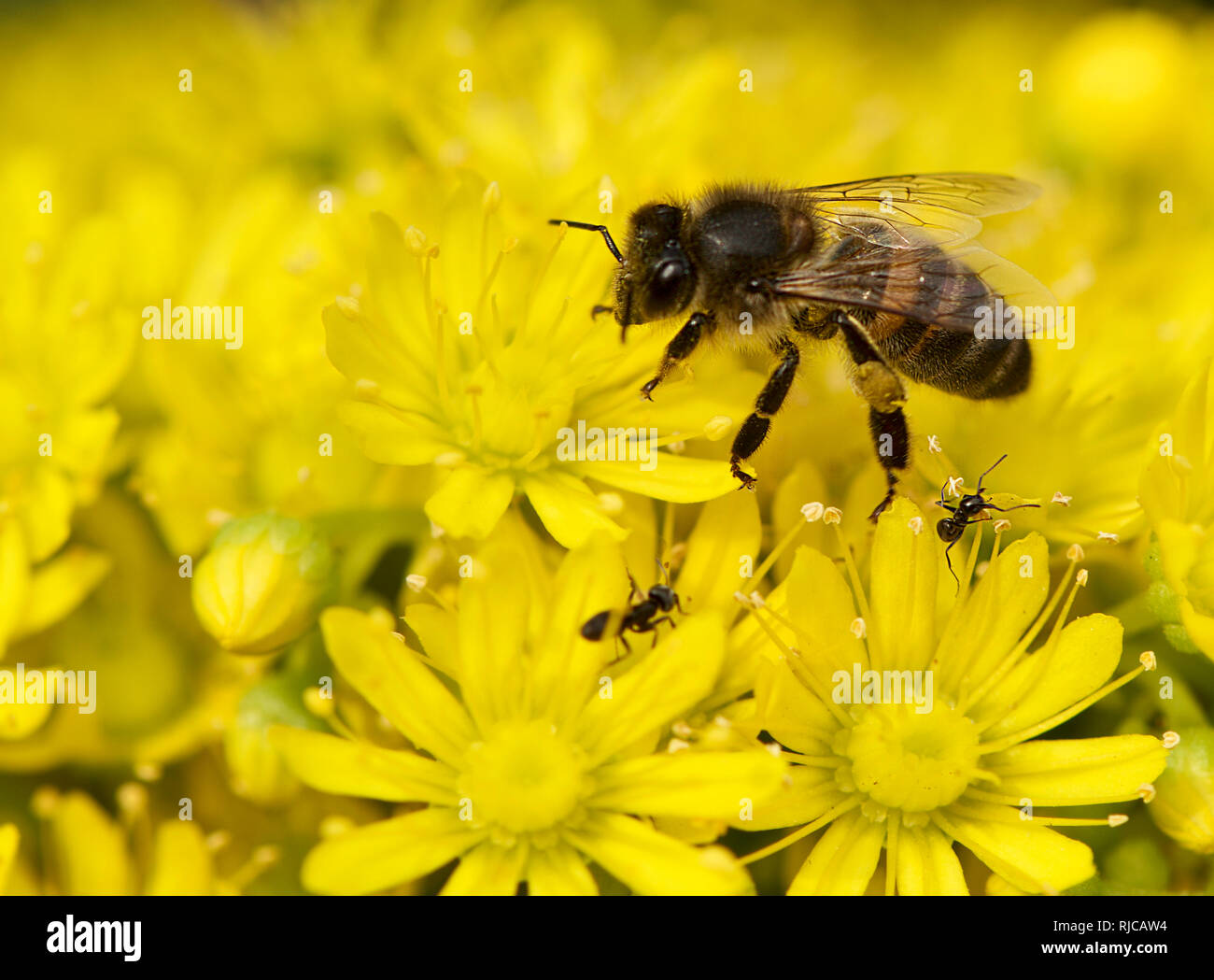 Close-up of a honey bee pollinating a flower, Malta Stock Photo - Alamy