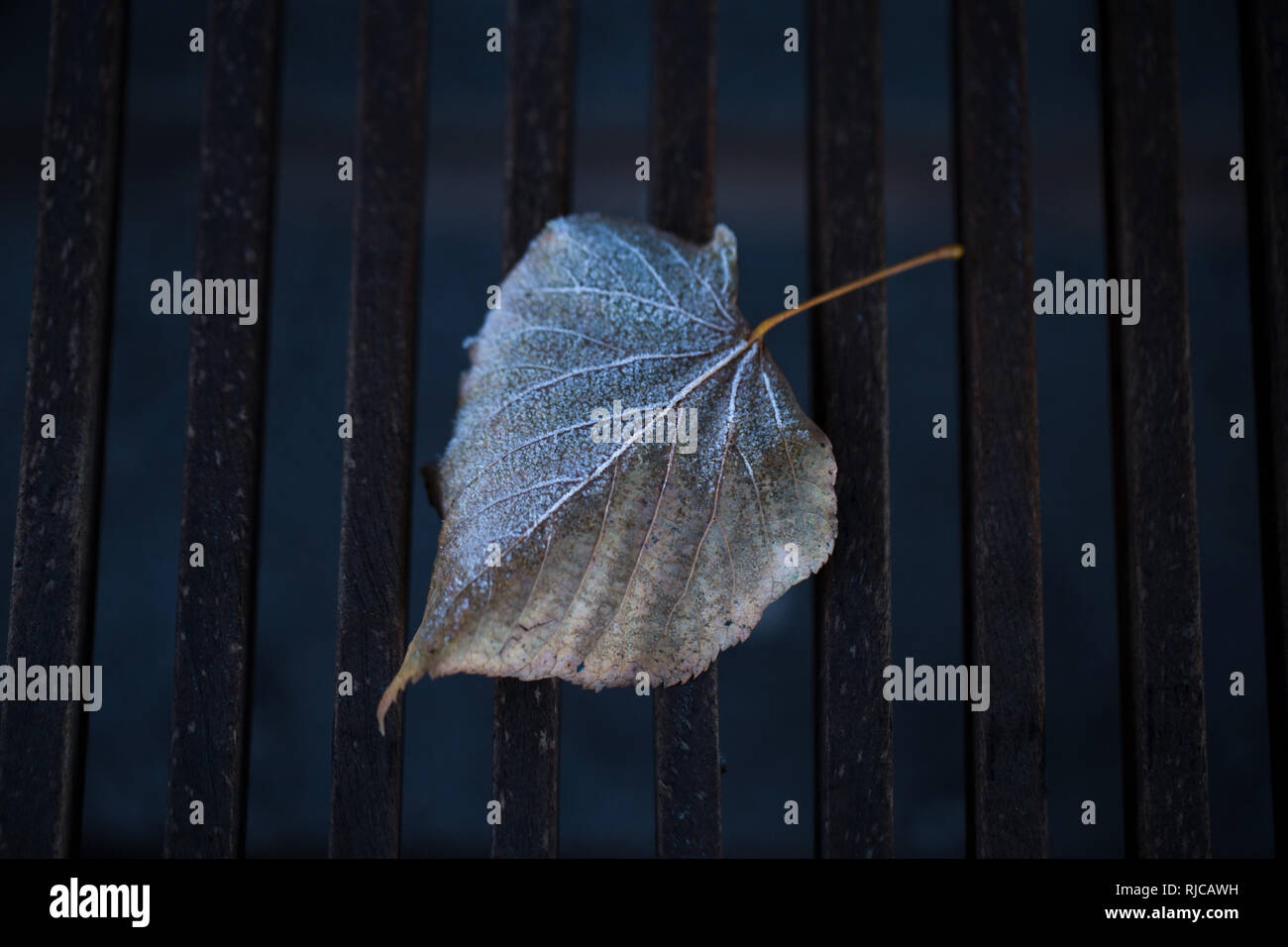 Beige leaf hi-res stock photography and images - Alamy