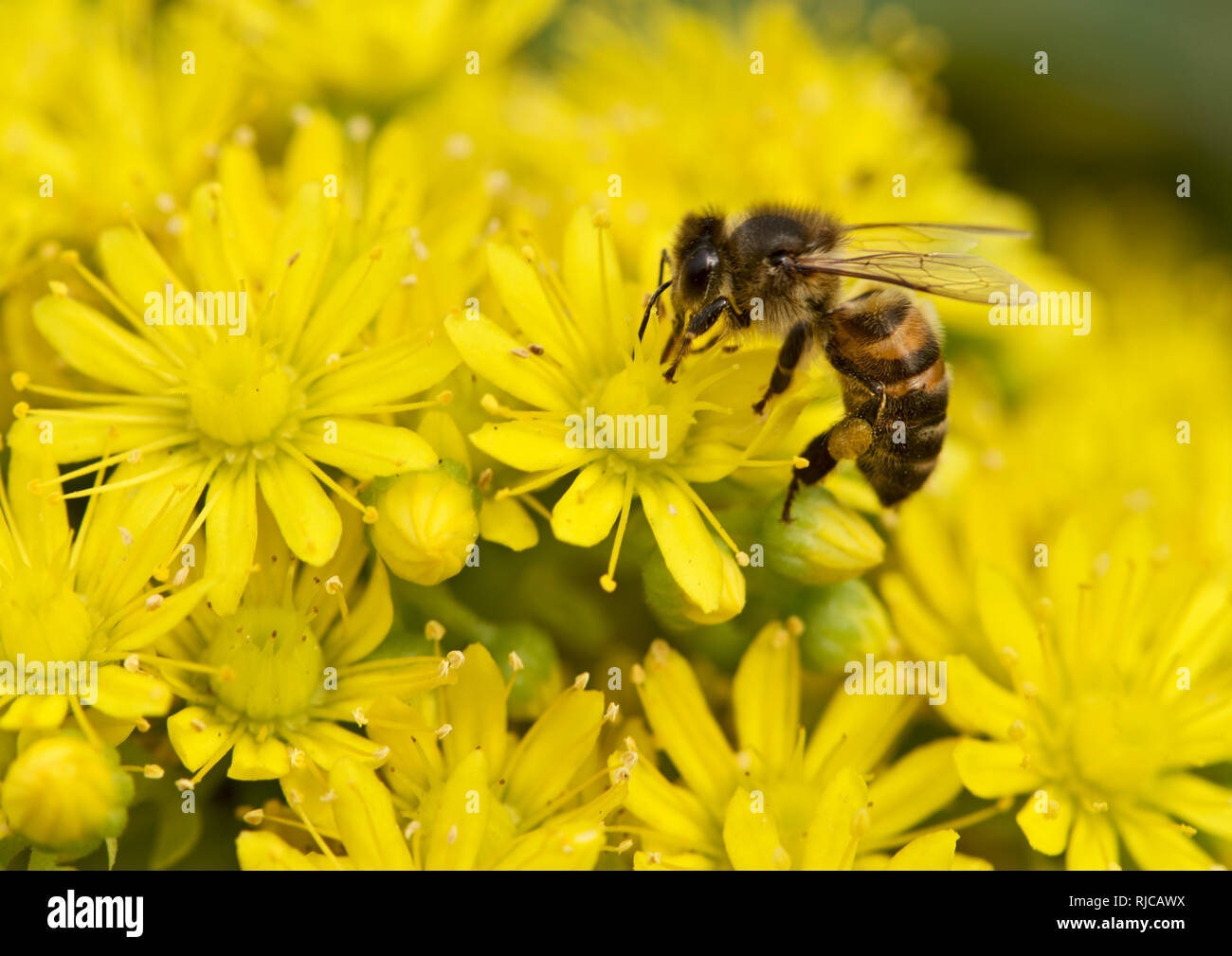 Maltese wildlife hi-res stock photography and images - Alamy