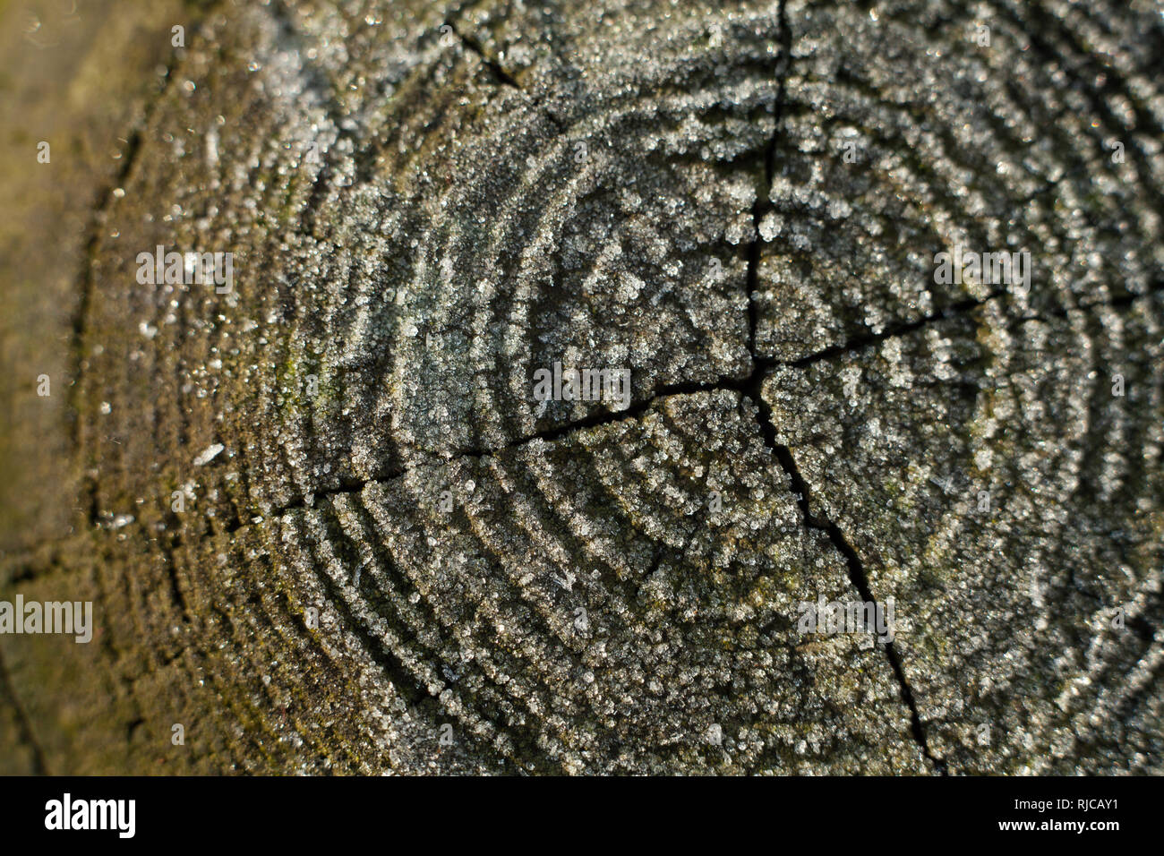 Rings of a tree with frozen crystals water Stock Photo - Alamy