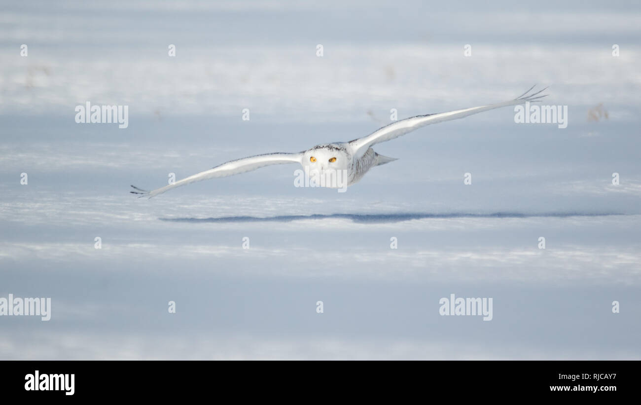 Snowy owl in flight, Quebec, Canada Stock Photo - Alamy