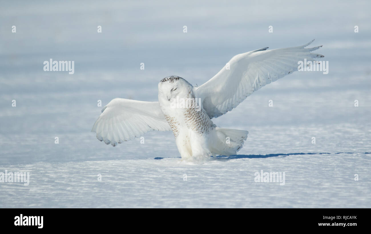 Snowy owl landing, Quebec, Canada Stock Photo - Alamy