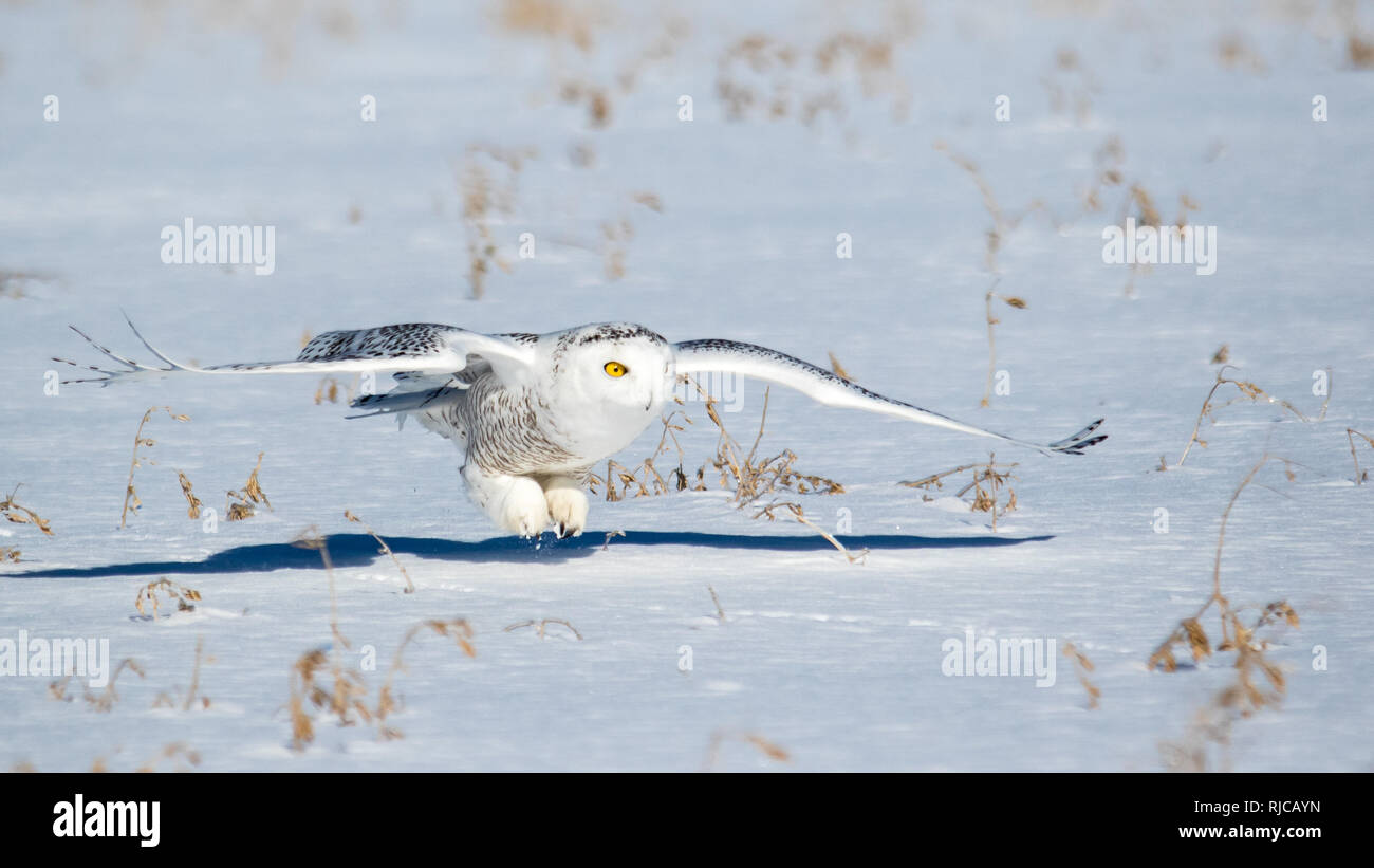 Snowy owl landing, Quebec, Canada Stock Photo - Alamy