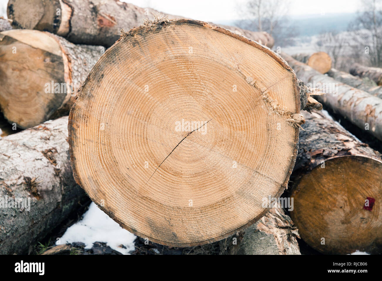 Pile felled trees. Trees sorted in the sawmill.Rings of a tree Stock ...