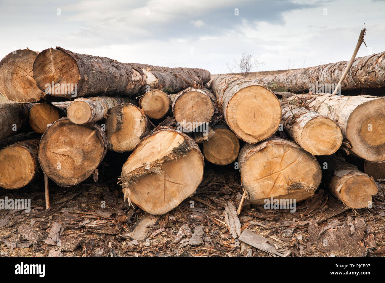 Dry trees in forrest hi-res stock photography and images - Alamy