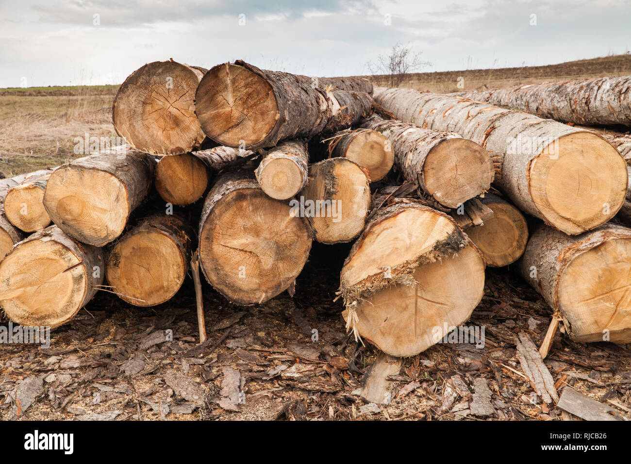 Pile felled trees. Trees sorted in the sawmill Stock Photo - Alamy