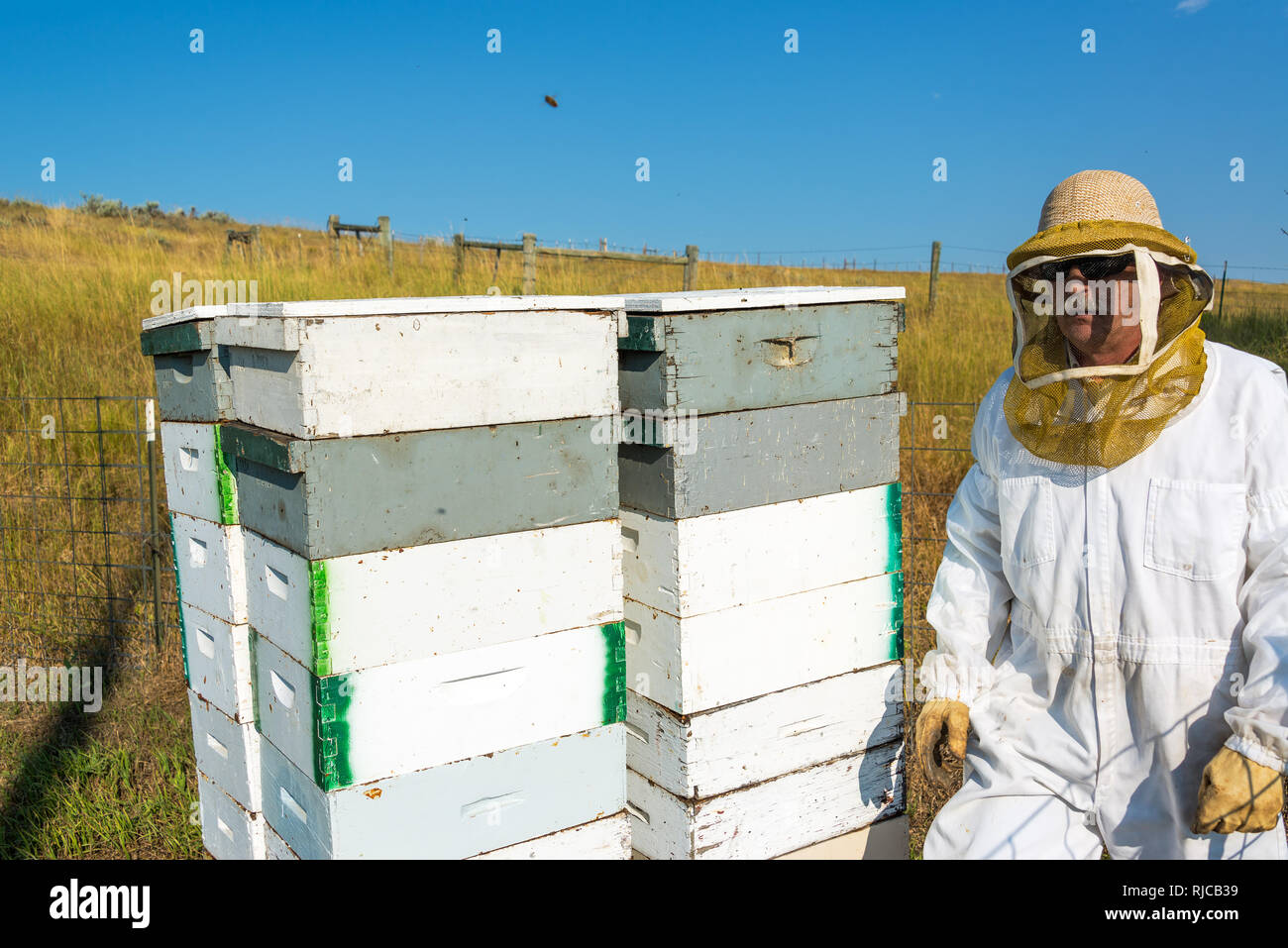 Beehives in yard hi-res stock photography and images - Alamy