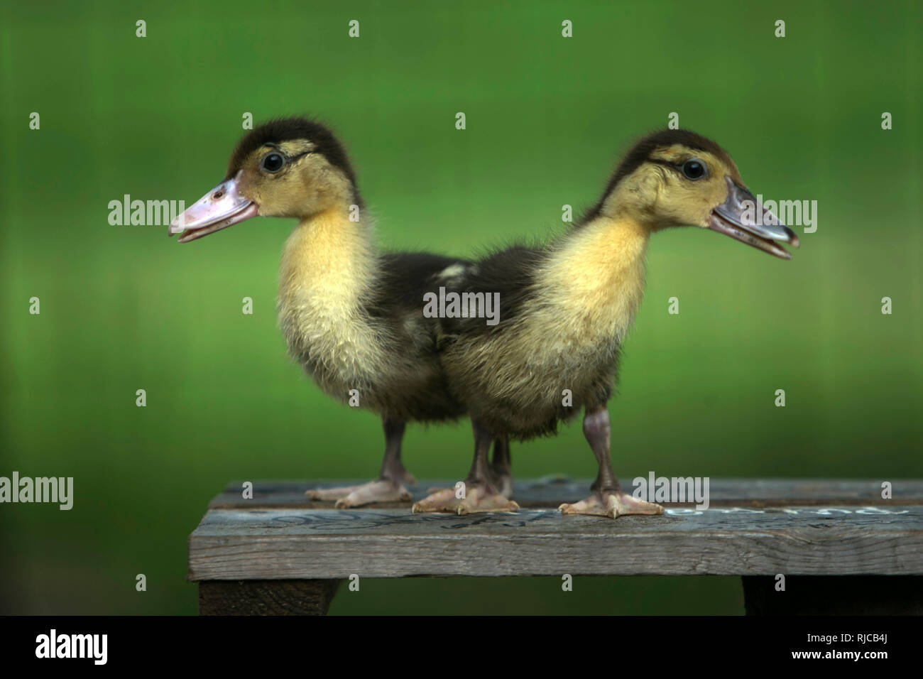Two ducklings on a wooden bench, Indonesia Stock Photo - Alamy