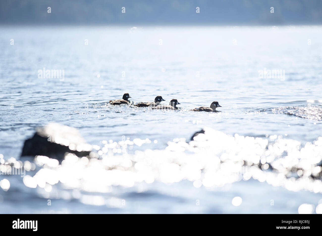 Kanada, British Columbia, Enten in der Johnstone Strait Stock Photo - Alamy