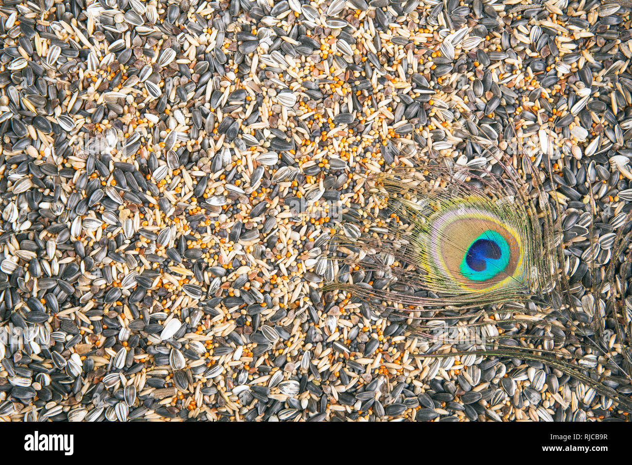 Bird food, scattered birdseed. Grains of cereals and sunflower. Seeds ...