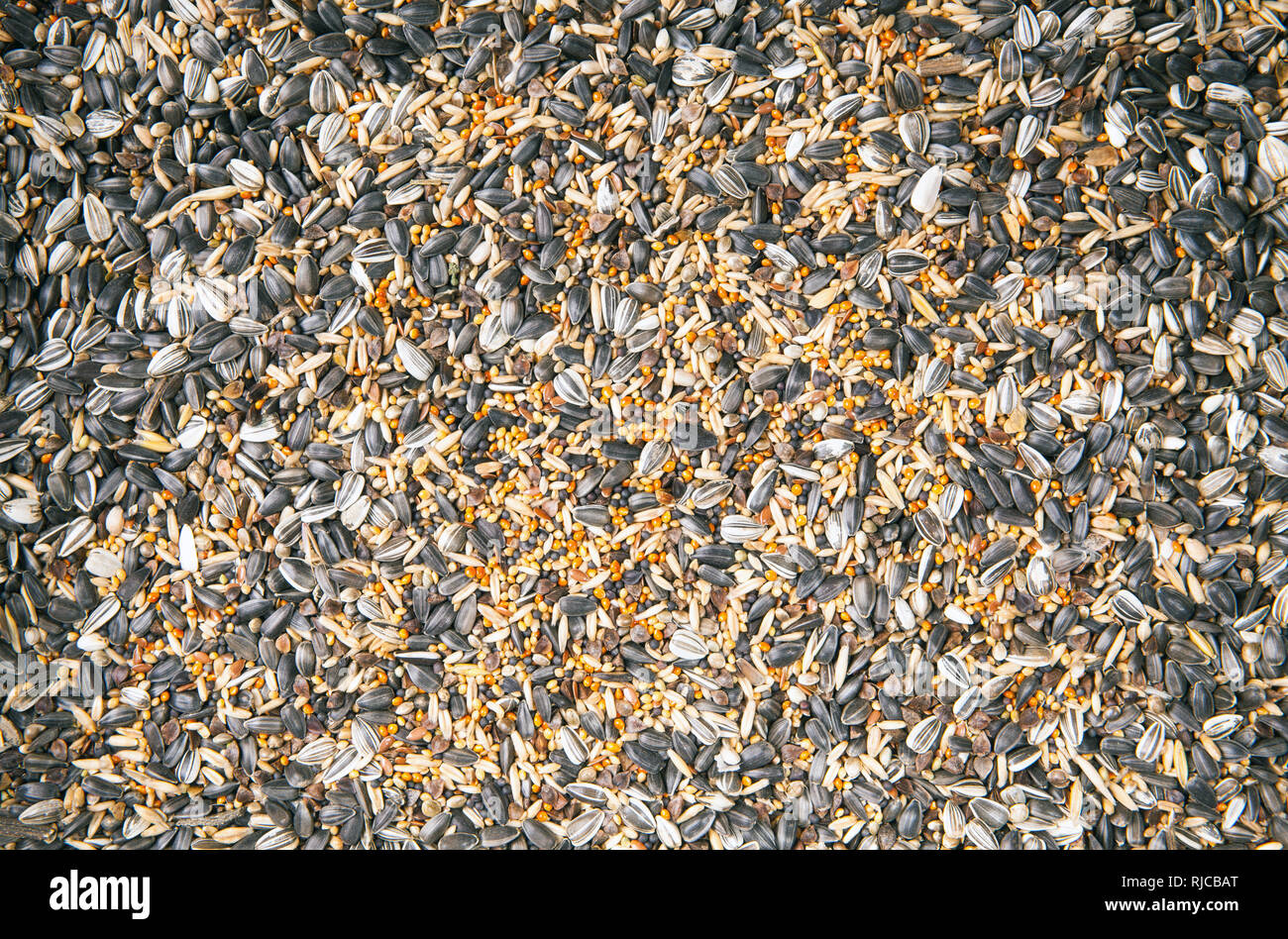 Bird food, scattered birdseed. Grains of cereals and sunflower. Seeds ...