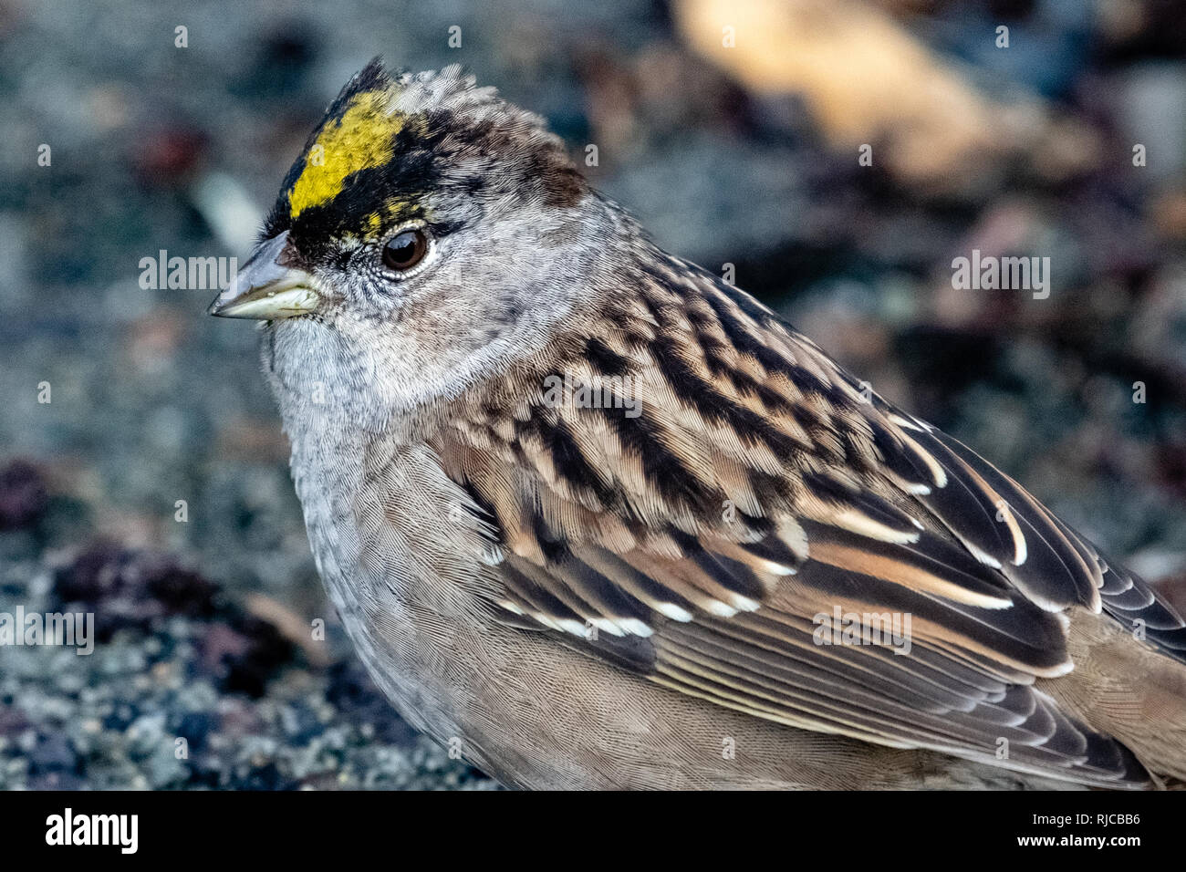 Close-up of a Golden Crowned Sparrow, Canada Stock Photo - Alamy