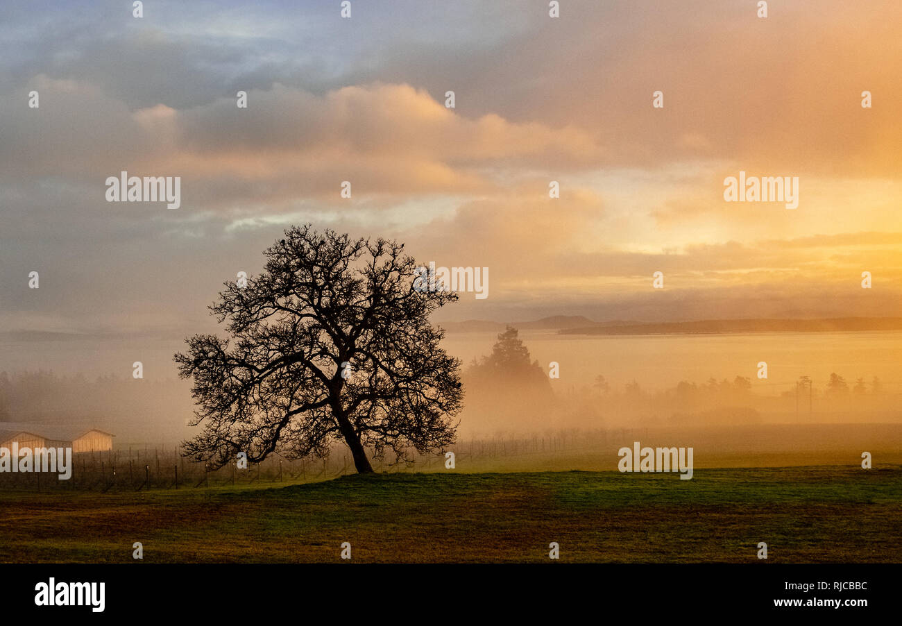 Lone tree in a field, Canada Stock Photo - Alamy