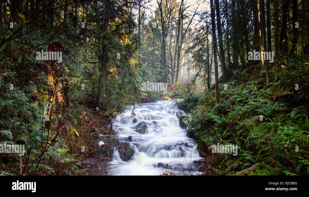 River running through a forest hi-res stock photography and images - Alamy