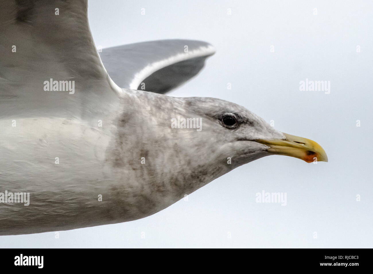 British seagull close up hi-res stock photography and images - Alamy