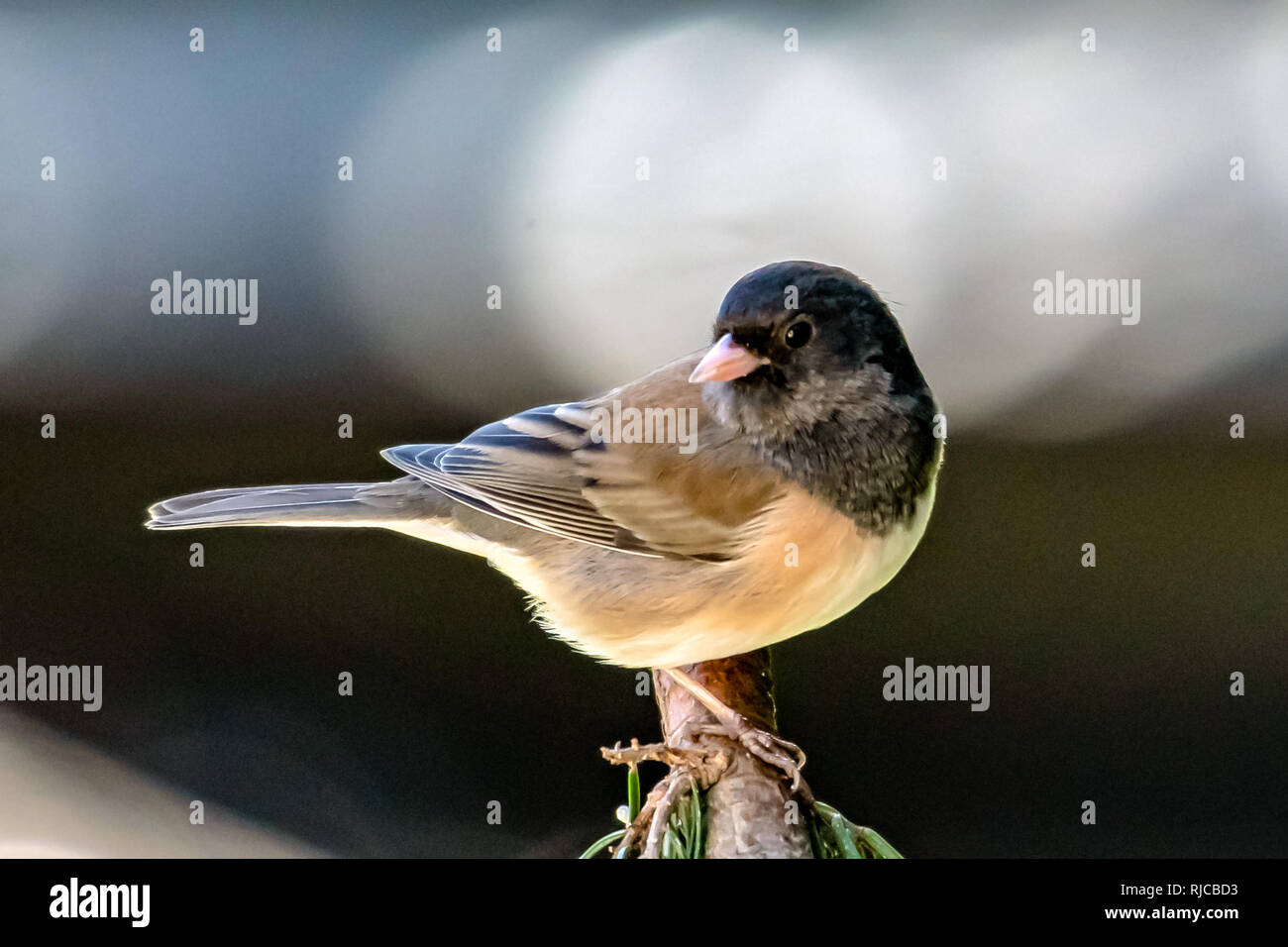 Junco bird on a branch, Canada Stock Photo - Alamy