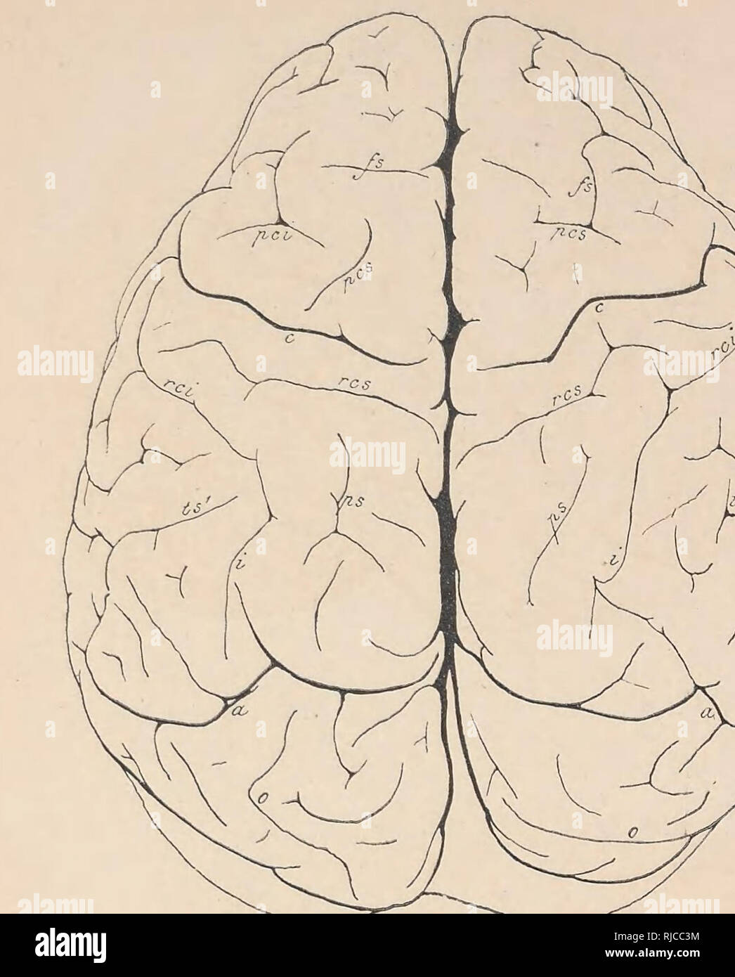 Gustaf retzius hi-res stock photography and images - Alamy