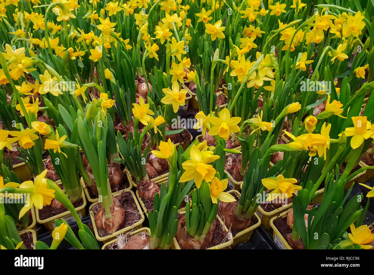 White yellow bunches daffodils hi-res stock photography and images - Alamy
