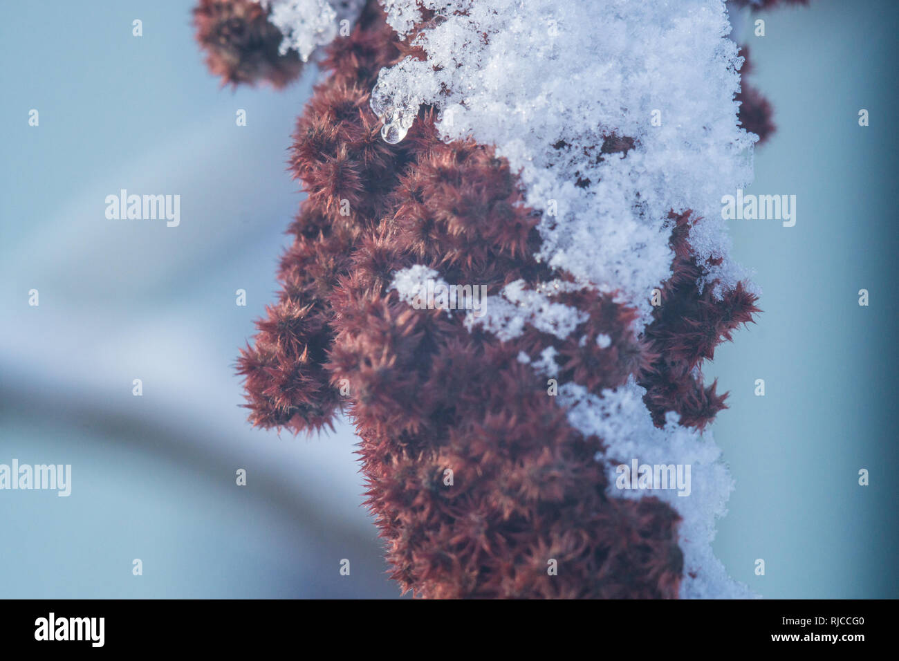 Flora in winter with snowflakes captured on macro Stock Photo - Alamy