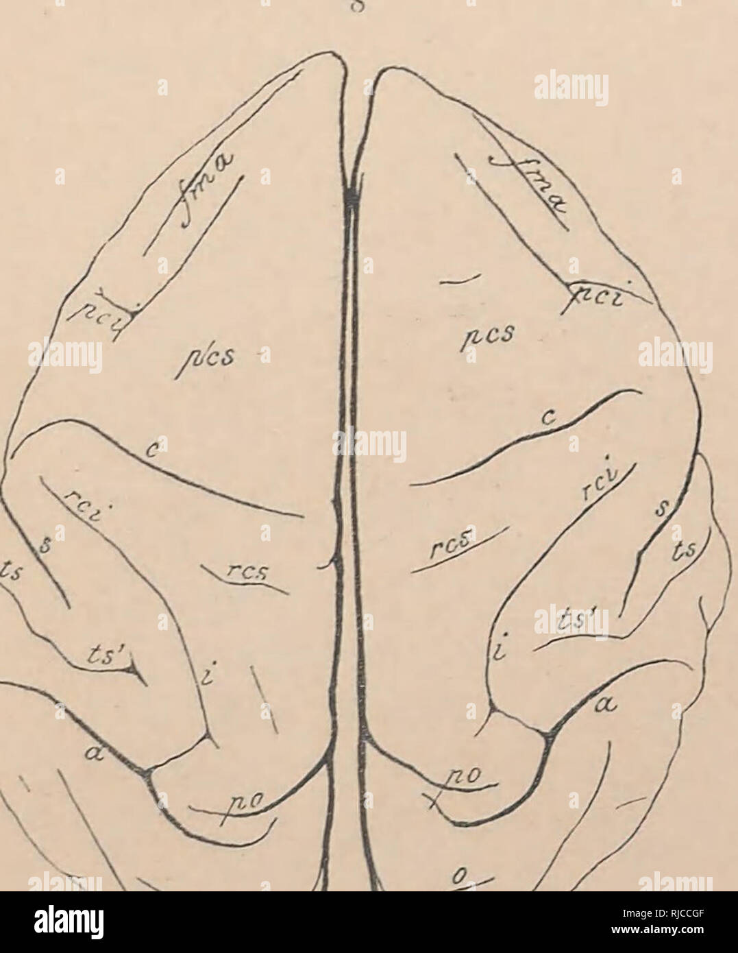 M gustaf retzius hi-res stock photography and images - Alamy