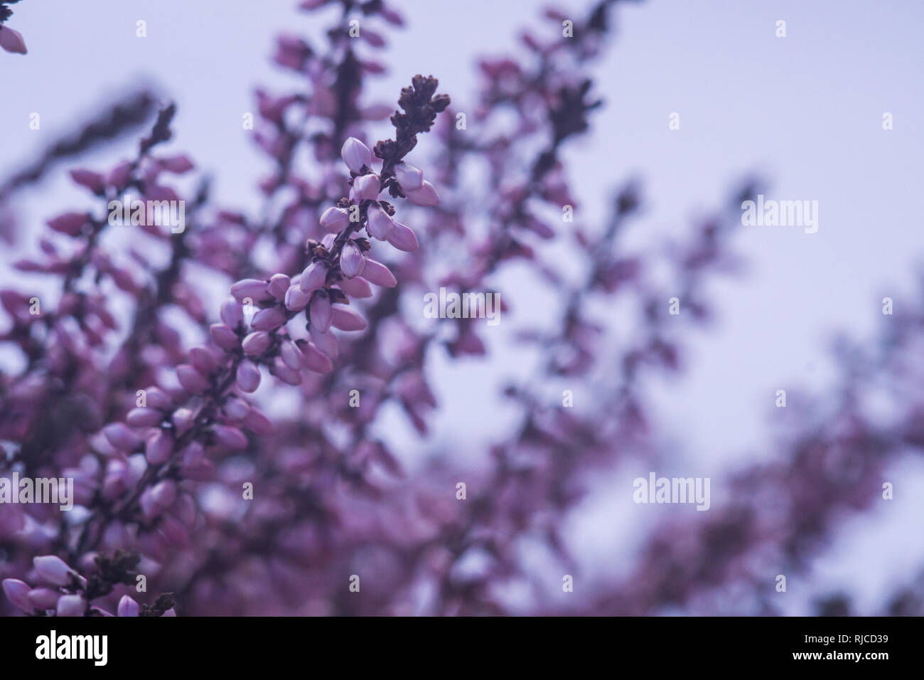 Purple heather branches in winter captured on macro Stock Photo - Alamy