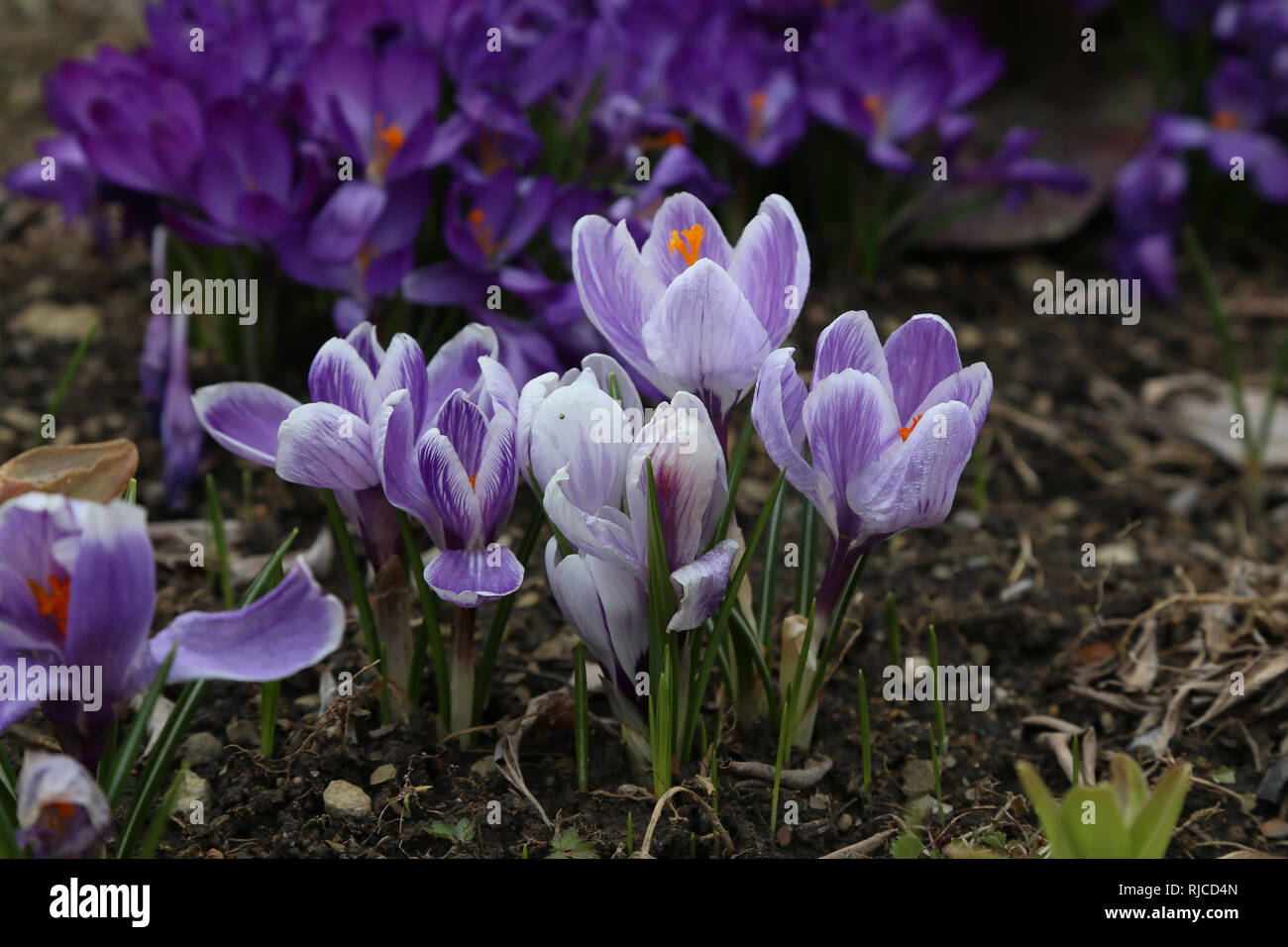 Crocuses / A group of crocuses in the grass Stock Photo - Alamy