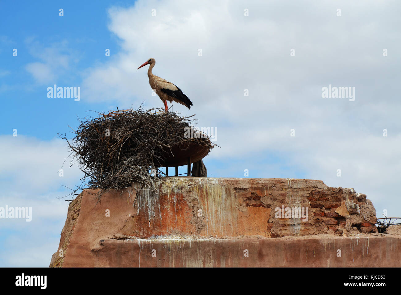 White Stork in Marrakech The white stork in a nest on a wall in front ...