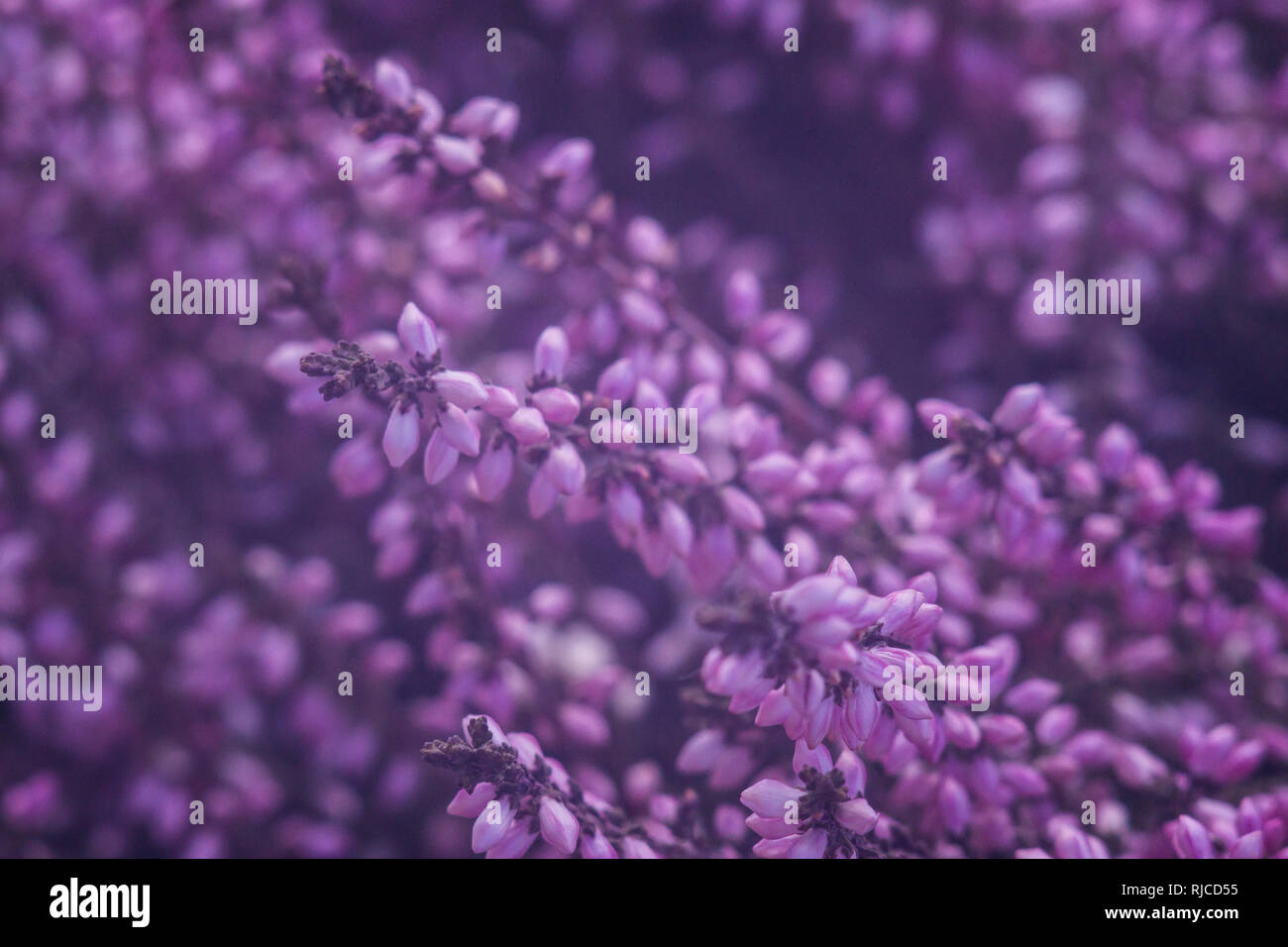 Purple heather branches in winter captured on macro Stock Photo - Alamy