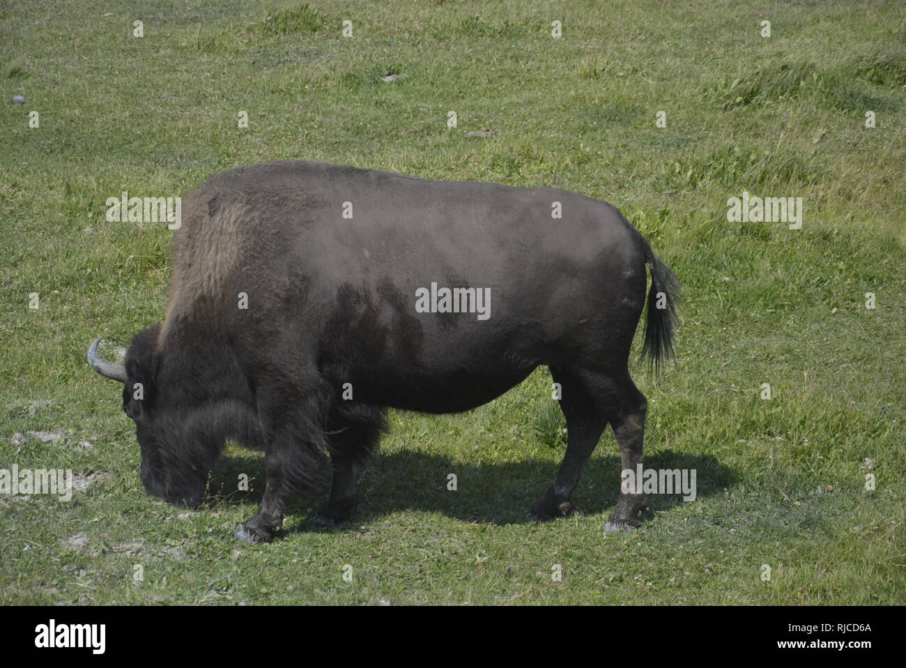 Bizon u sad u hi-res stock photography and images - Alamy
