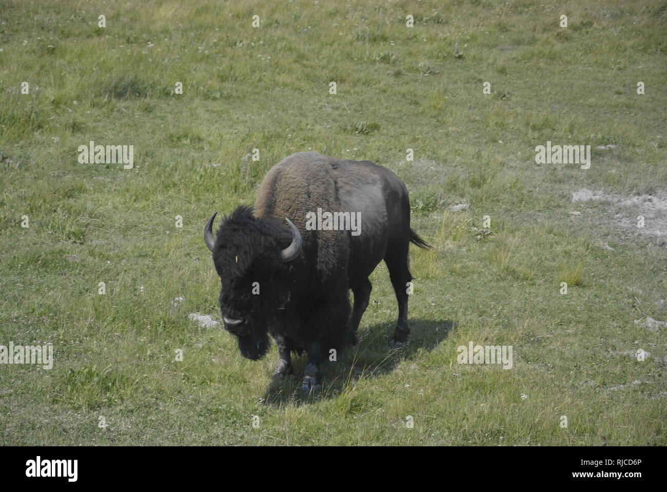 Bison in the summer hi-res stock photography and images - Alamy
