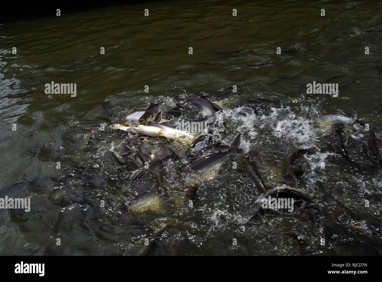 Fish is teeming in the water of the river. A lot of fish in the water ...