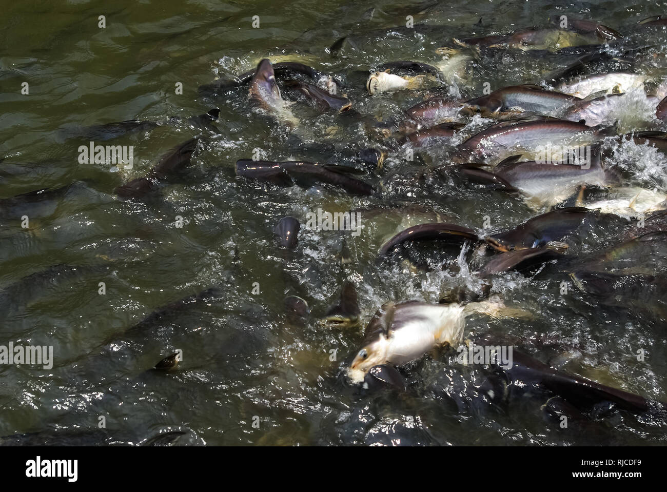 Fish is teeming in the water of the river. A lot of fish in the water ...
