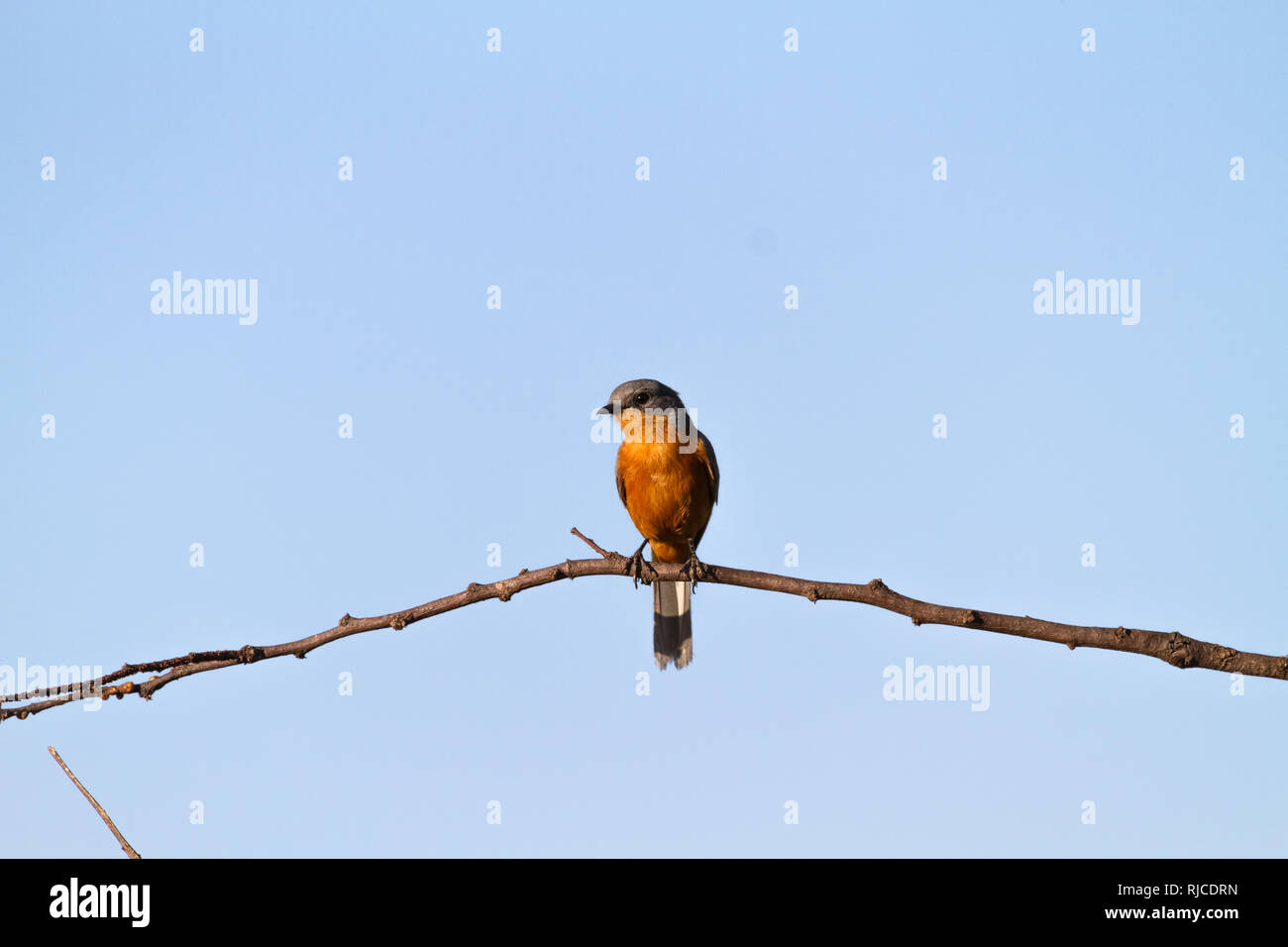 Silverbird on the tree. Tanzania, Serengeti Stock Photo - Alamy