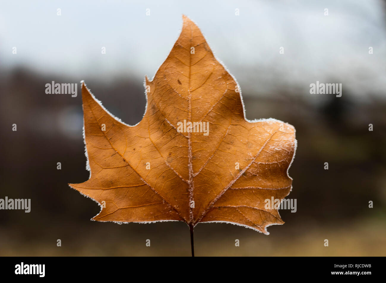 Wonderful closeup photo of isolated frozen leave Stock Photo - Alamy
