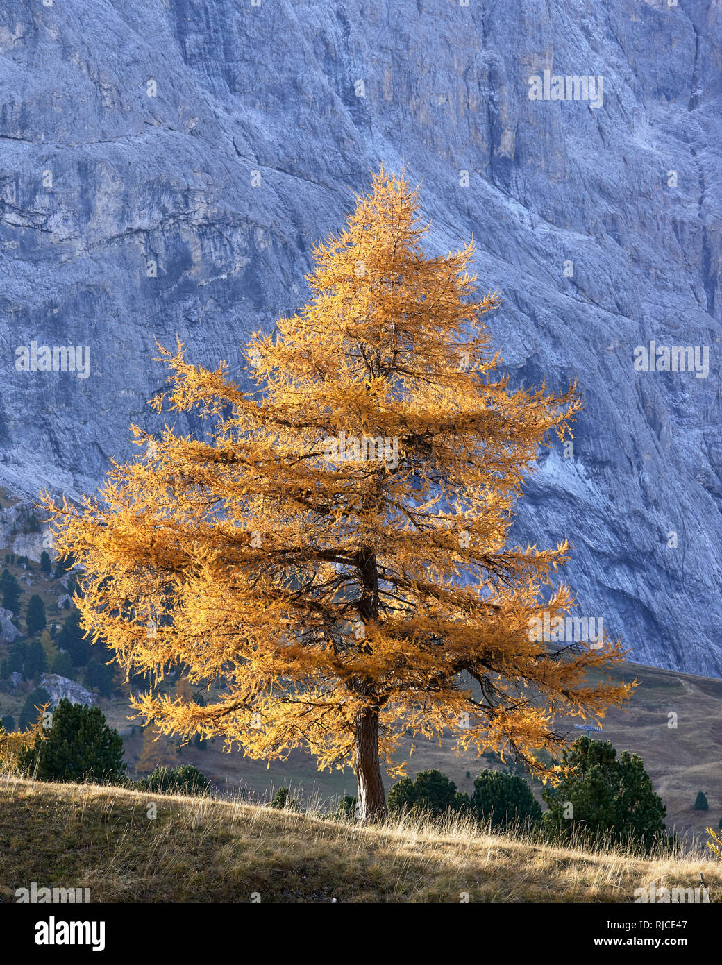 Larch tree autumn hi-res stock photography and images - Alamy