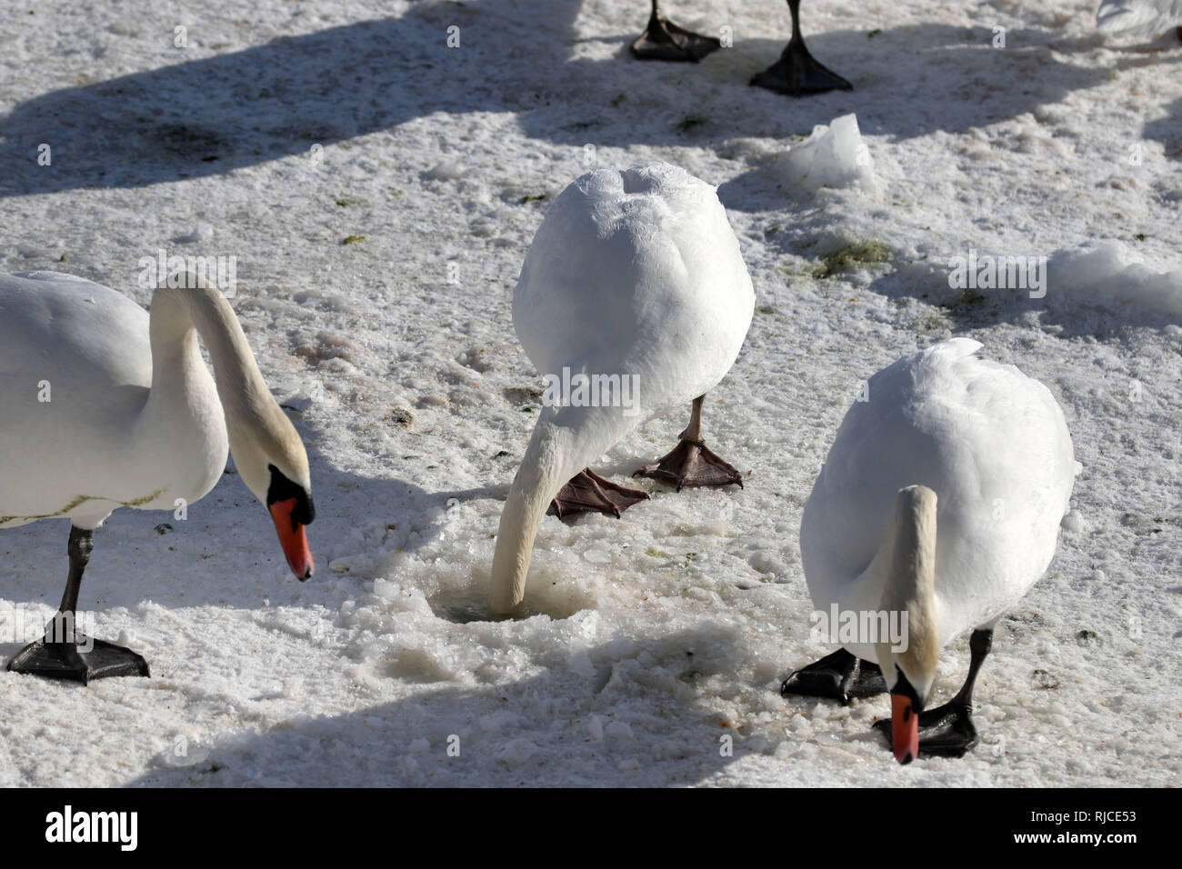 Big crowd of hundreds of swans Stock Photo - Alamy
